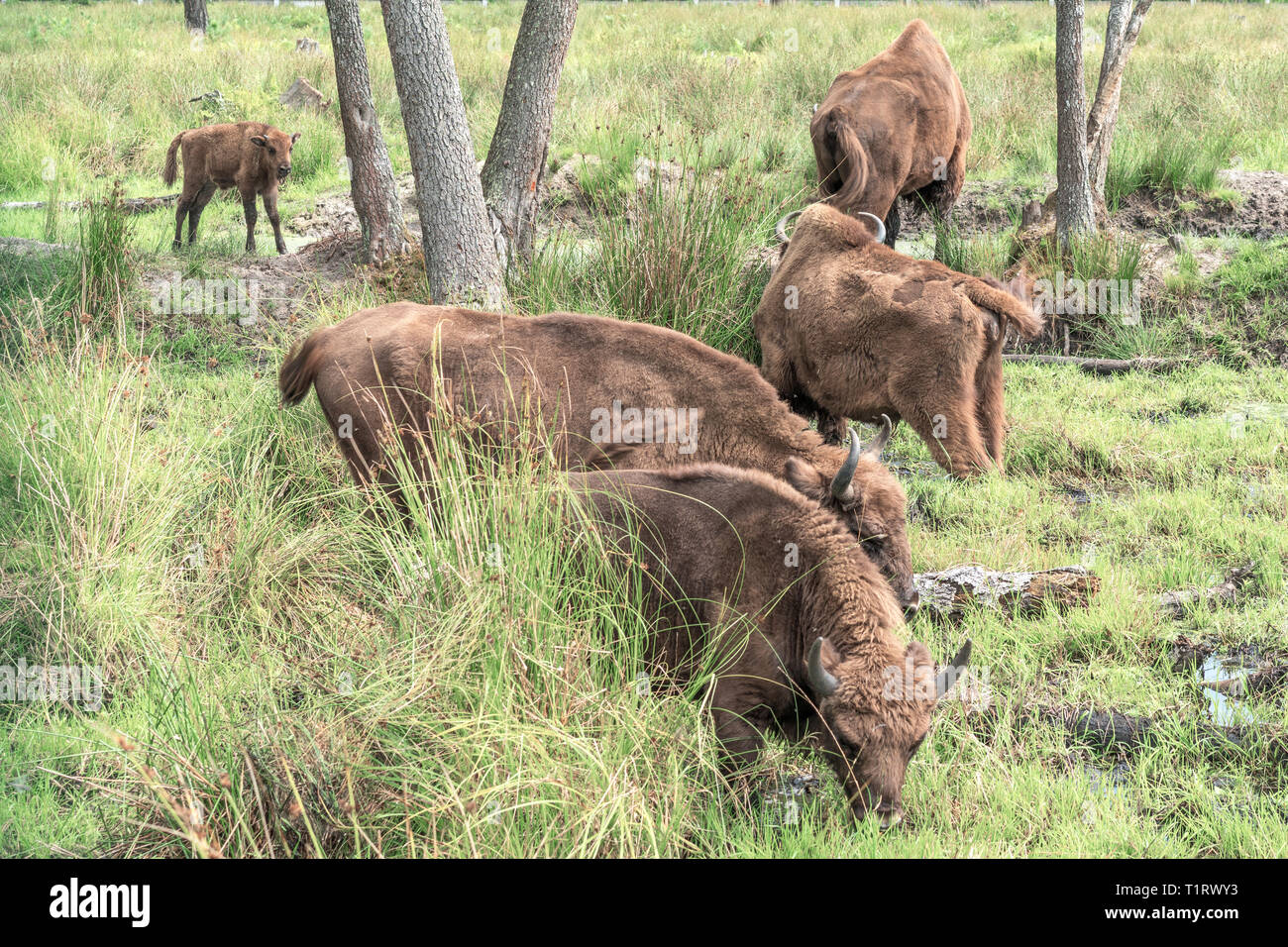 Fighting bison hi-res stock photography and images - Alamy