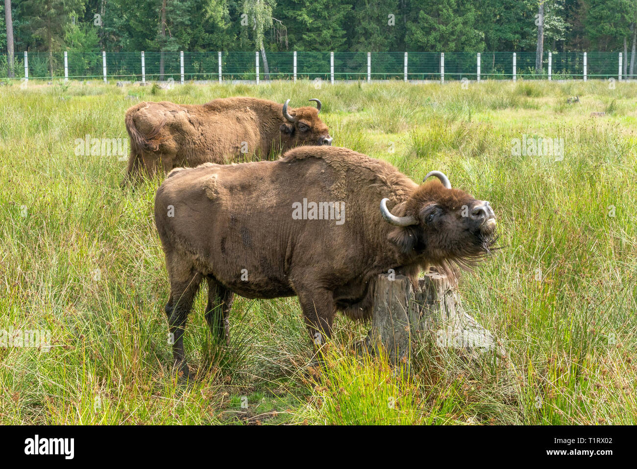 Wisent bison grass hi-res stock photography and images - Alamy