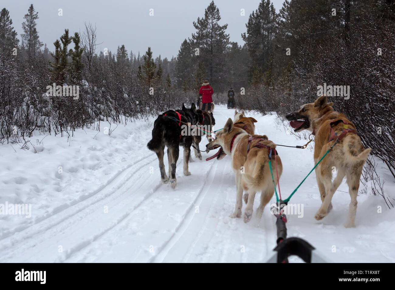 Yukon dog sledding hi-res stock photography and images - Alamy
