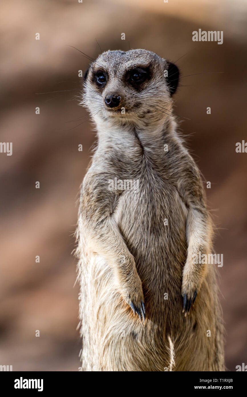 The meerkat or suricate (Suricata suricatta) is a small carnivoran ...