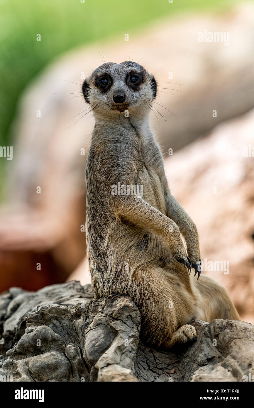 The meerkat or suricate (Suricata suricatta) is a small carnivoran ...