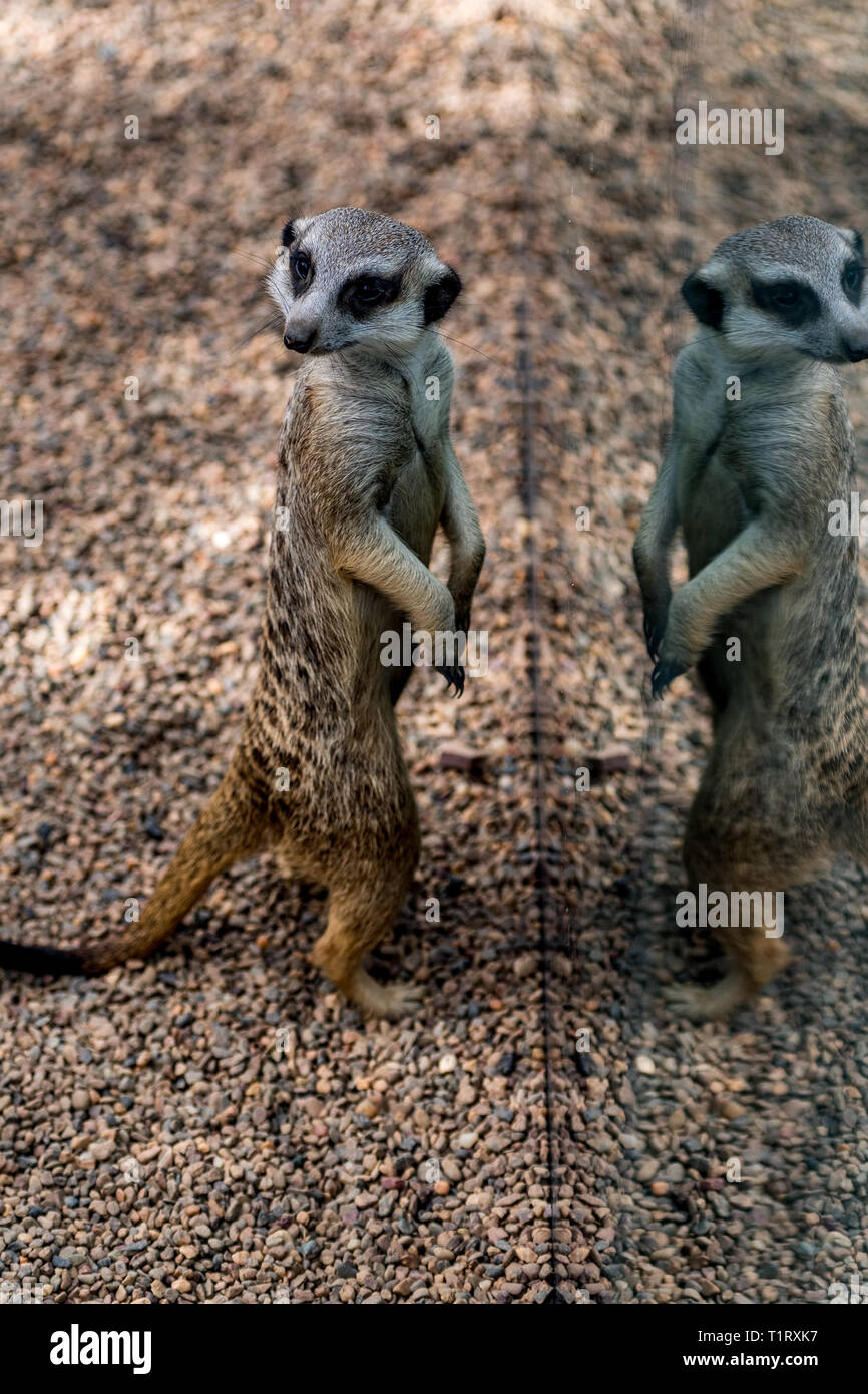 The meerkat or suricate (Suricata suricatta) is a small carnivoran ...