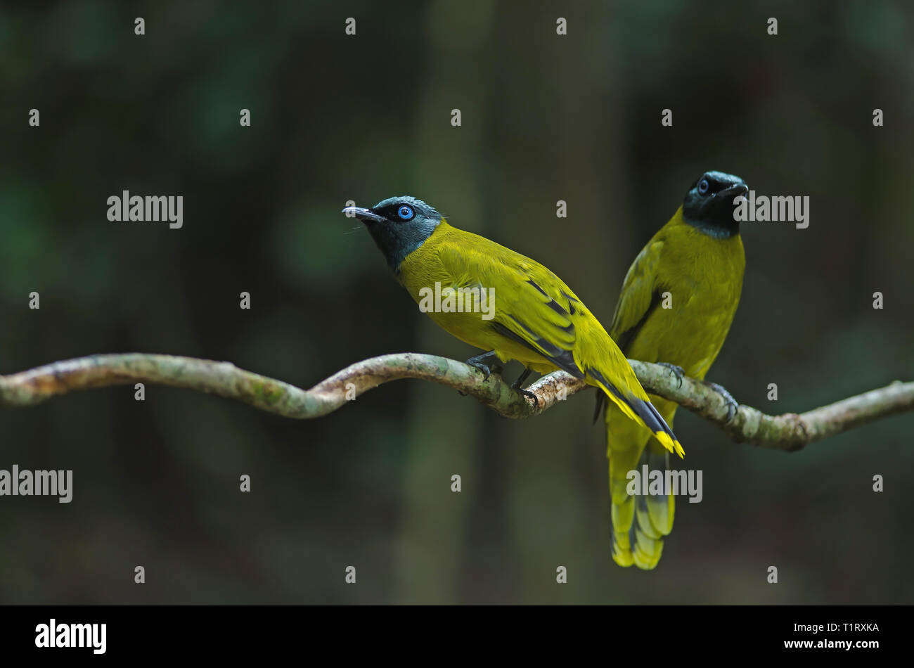 Black-headed Bulbul, Pycnonotus atriceps in nature Stock Photo - Alamy