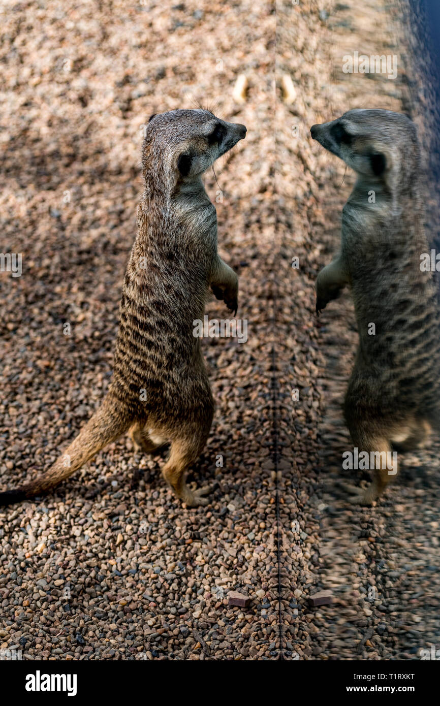 The meerkat or suricate (Suricata suricatta) is a small carnivoran ...