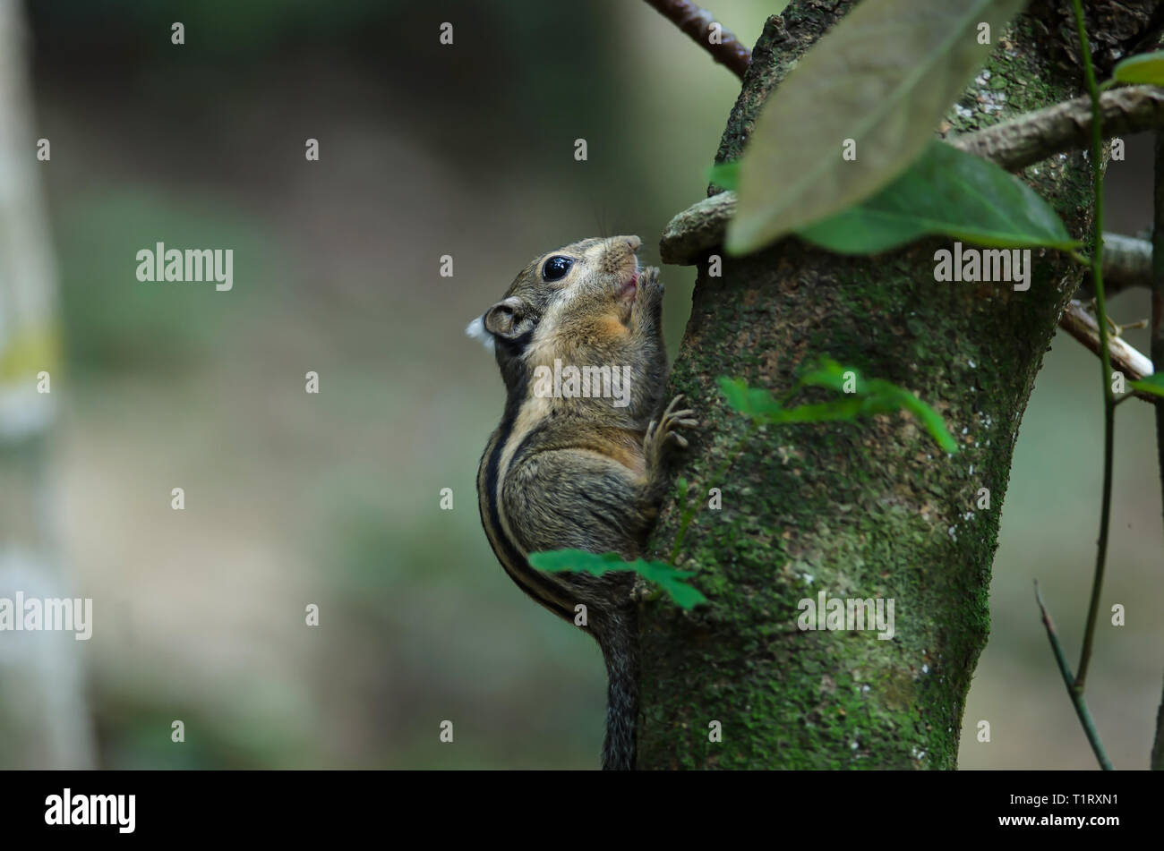 Burmese squirrel hi-res stock photography and images - Alamy