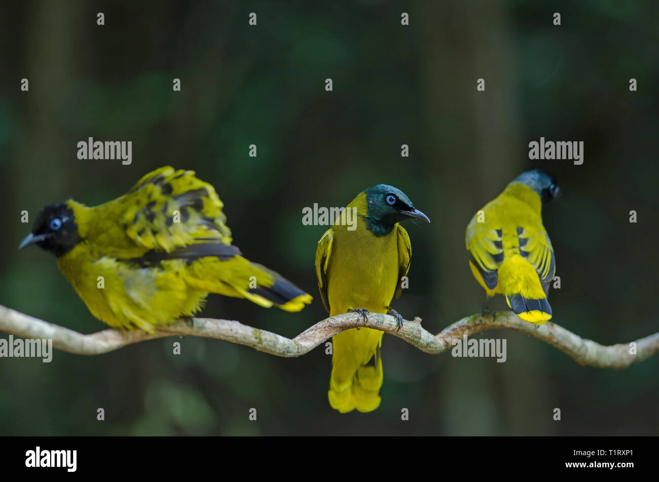 Black-headed Bulbul, Pycnonotus atriceps in nature Stock Photo - Alamy