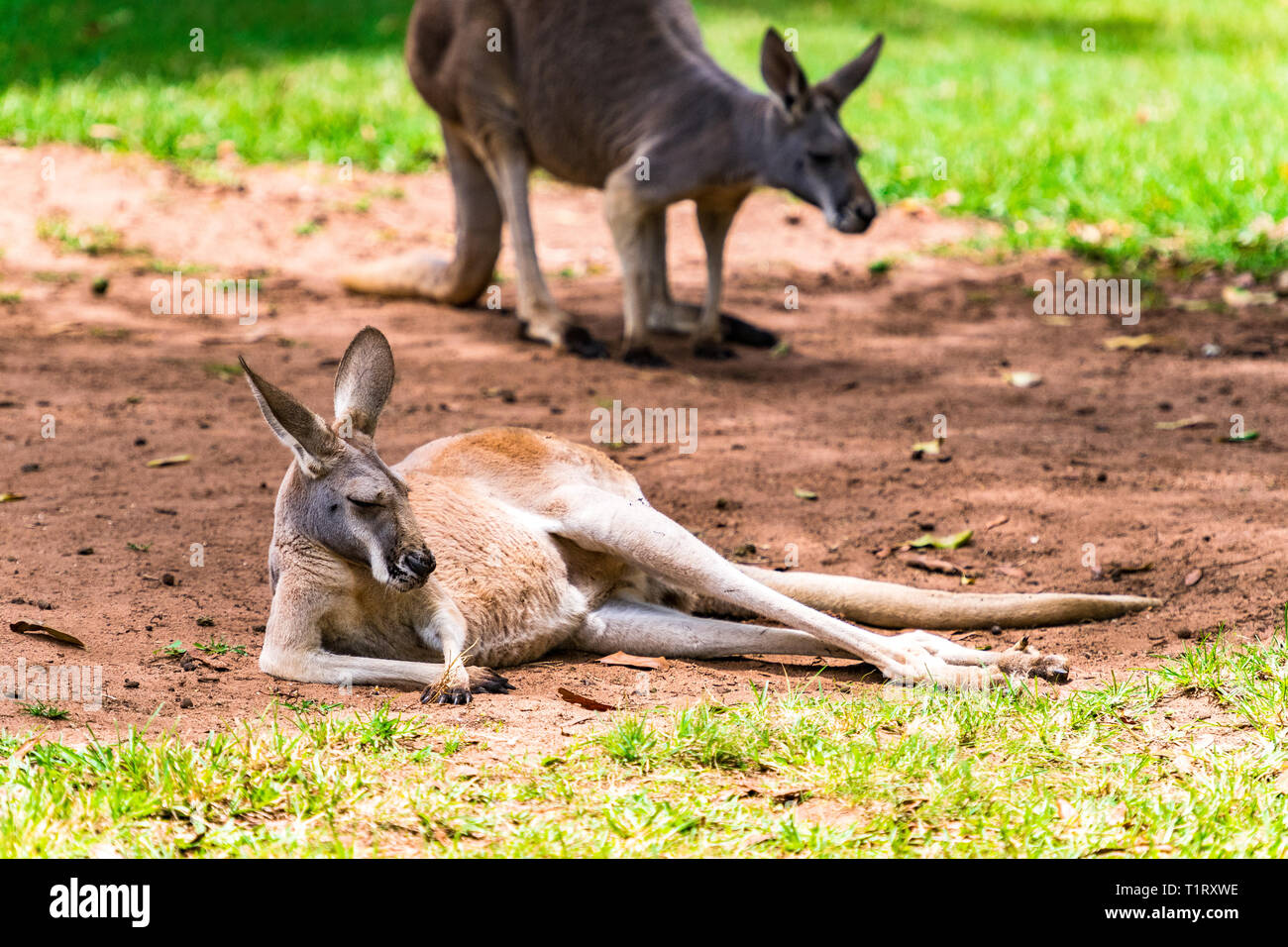 An Australian red kangaroo, Macropus rufus. The females are often ...