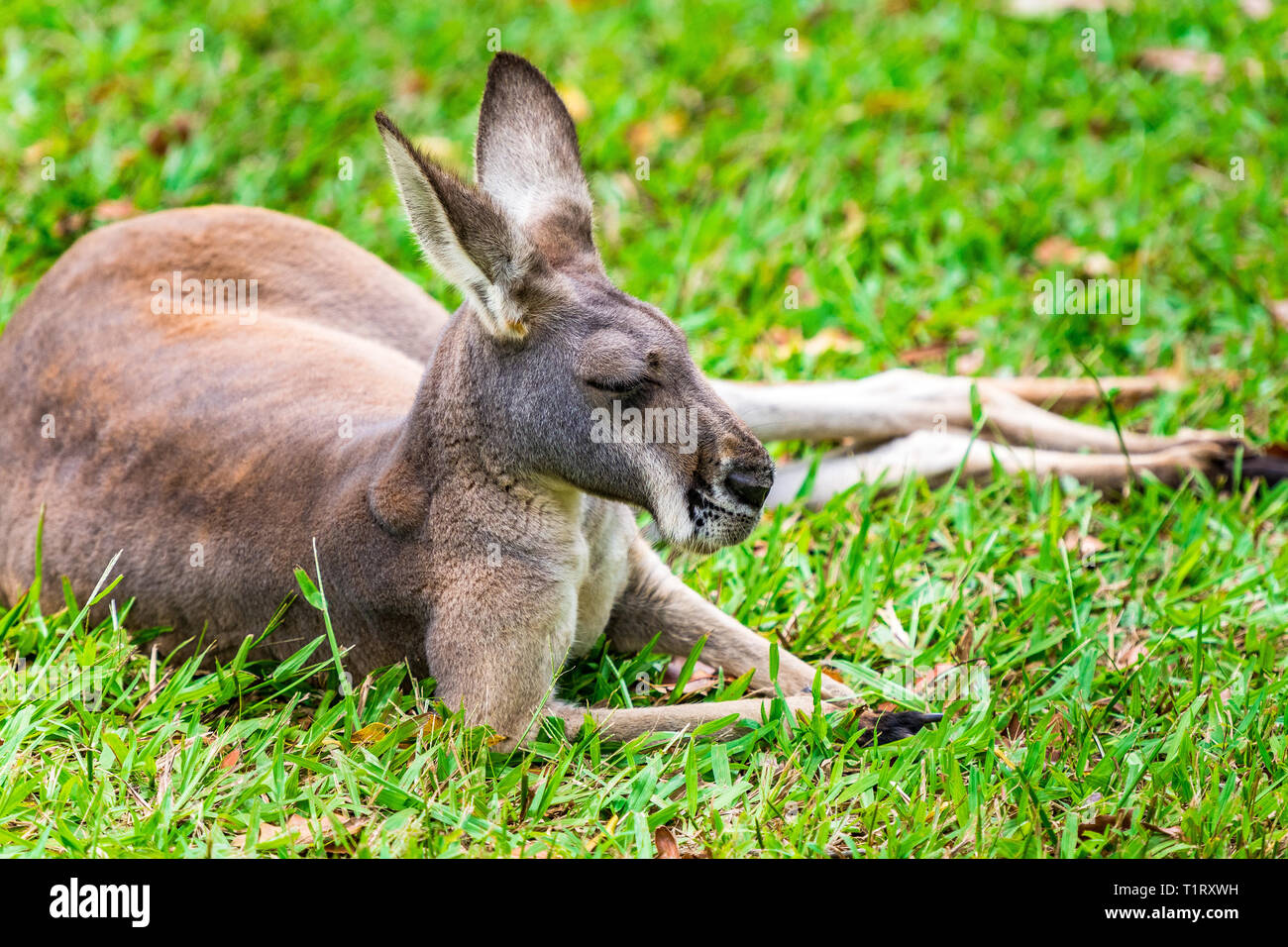 Australian flyer hi-res stock photography and images - Alamy