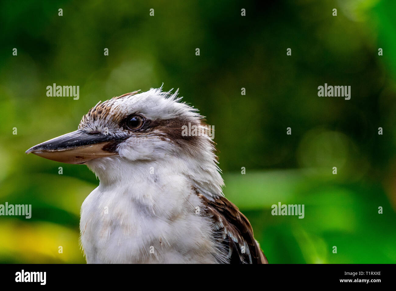 Kookaburra, an Australian native bird known for its laugh Stock Photo ...