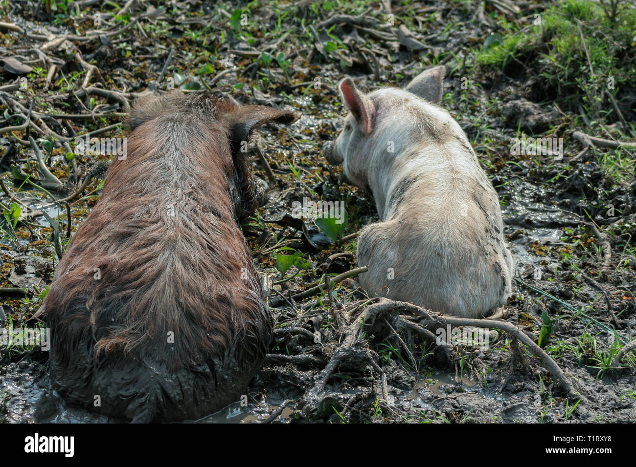 Pigs wallow mud hi-res stock photography and images - Alamy