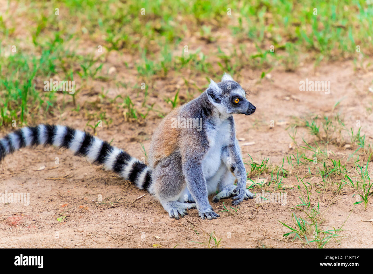 Ring tailed lemurs australia hi-res stock photography and images - Alamy
