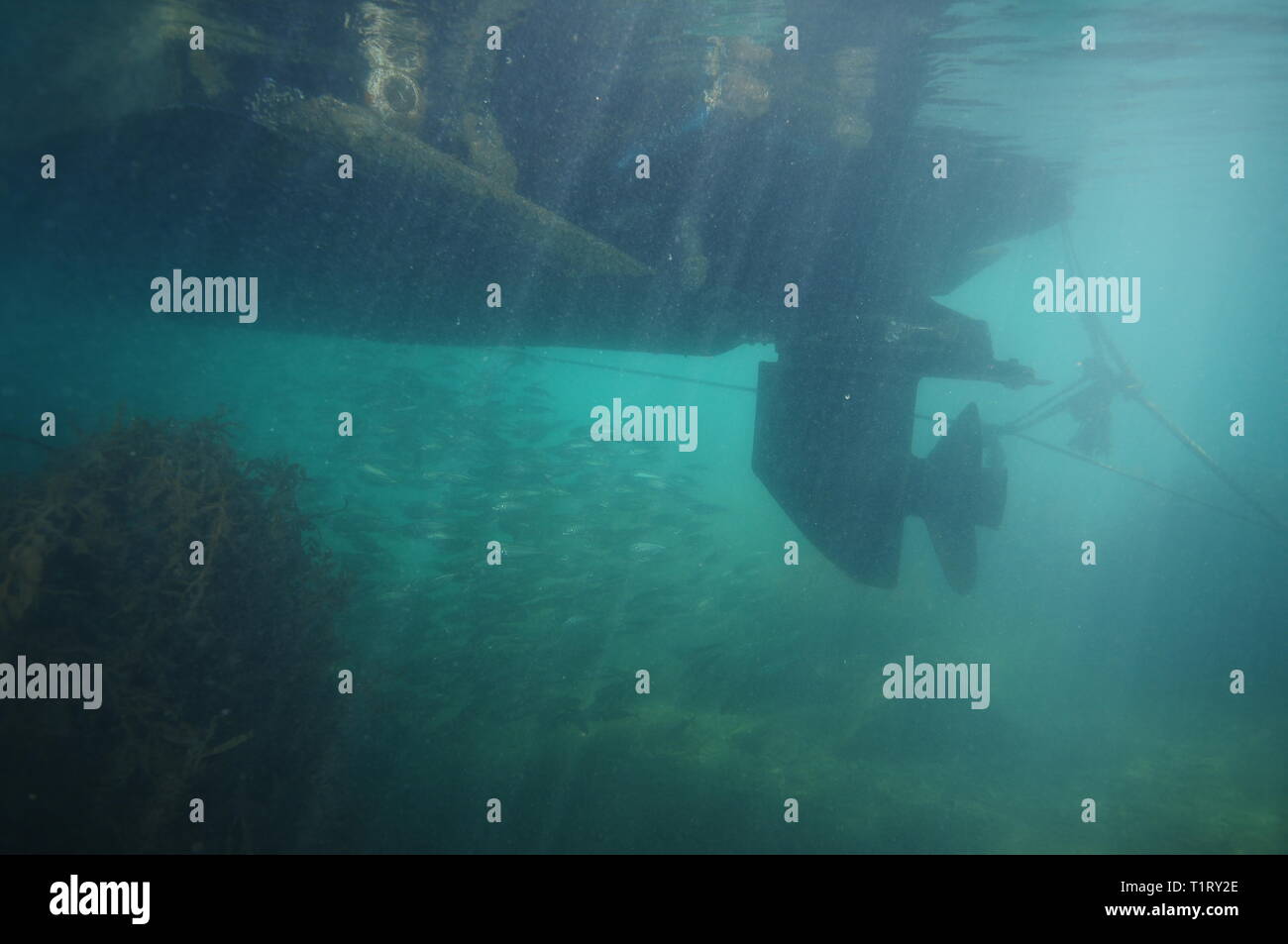 School of silver jack mackerel hiding in shade under motor boat hull ...