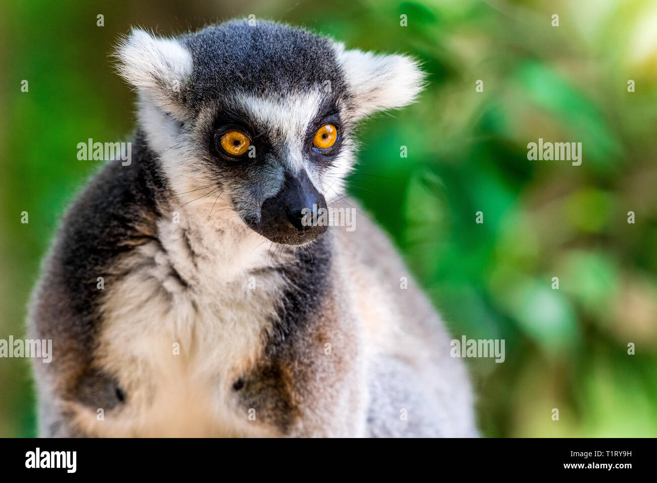 Black ringed tail hi-res stock photography and images - Alamy