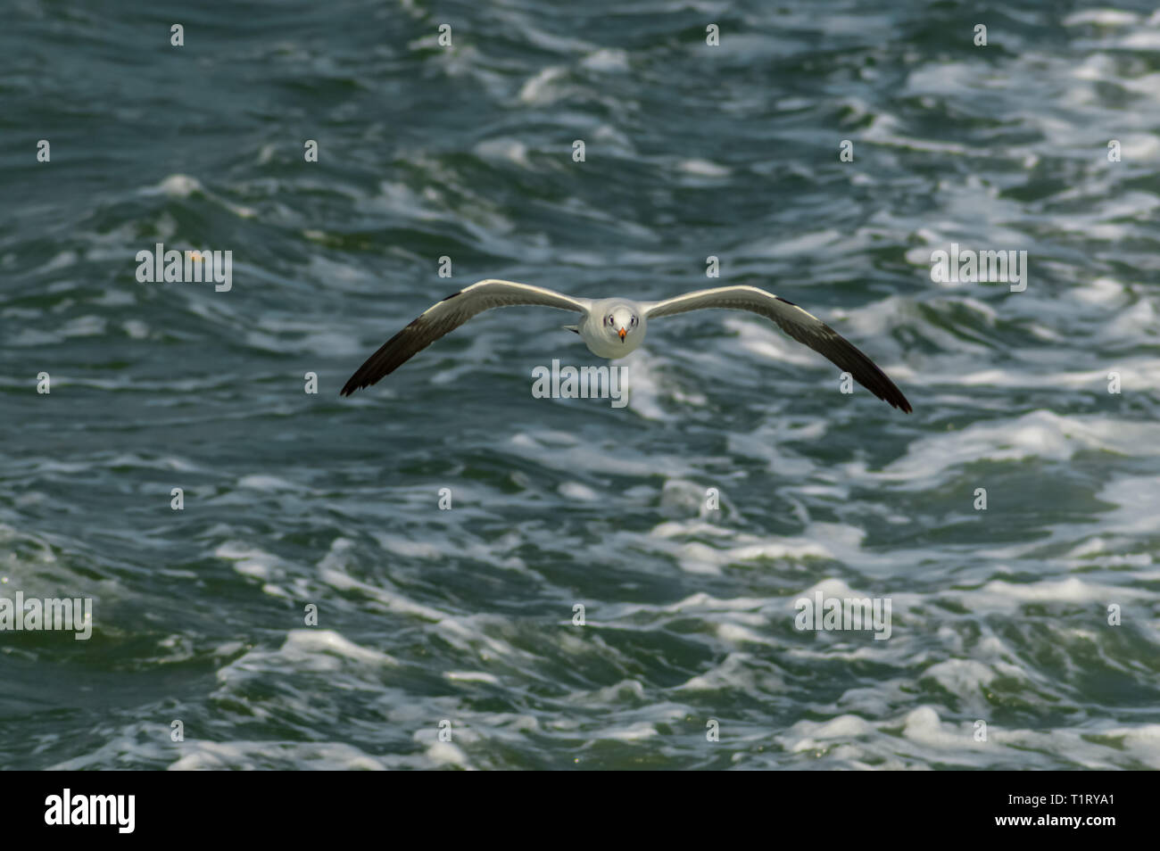 Beautiful seagull flying Stock Photo - Alamy