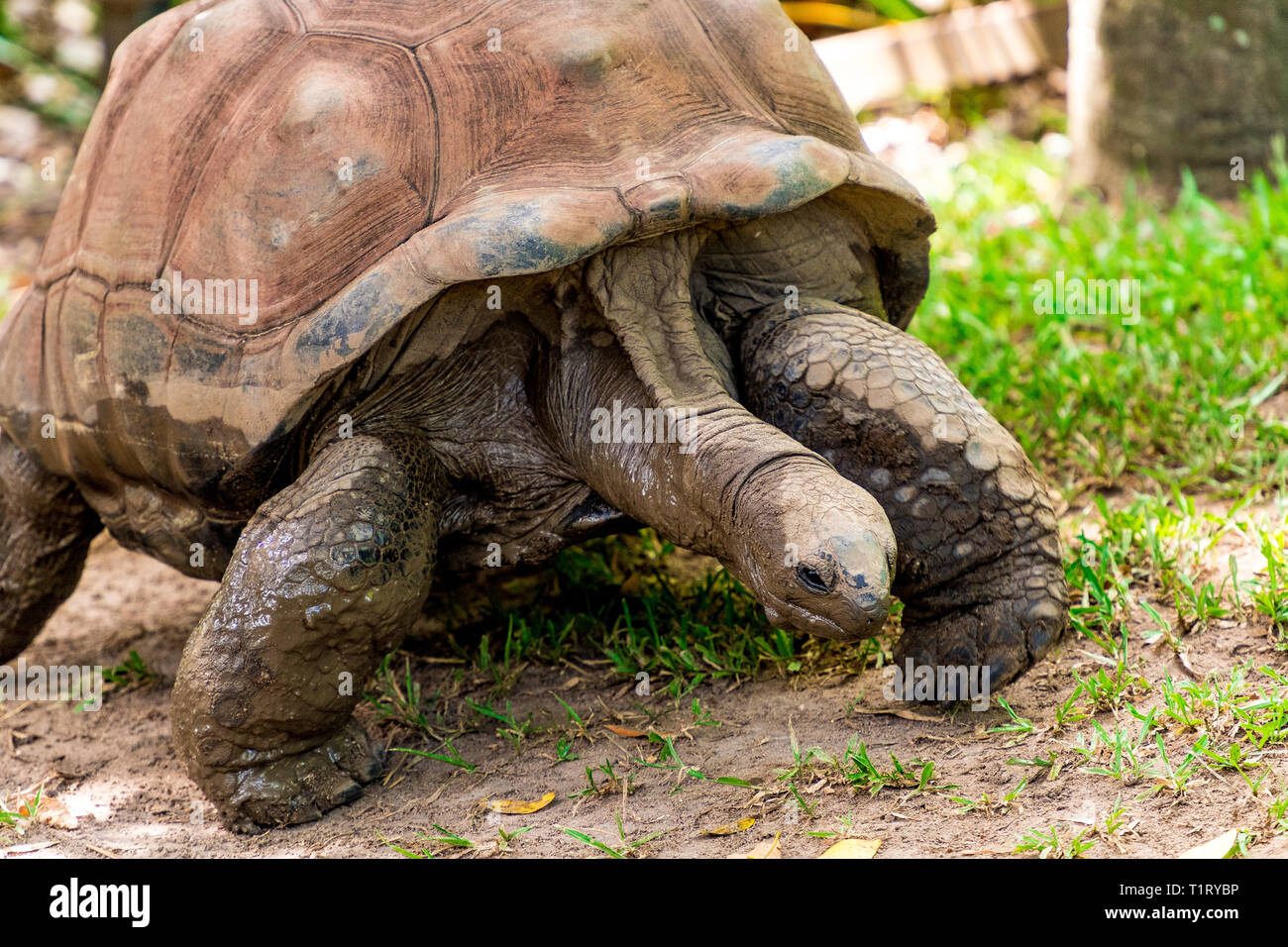 An Aldabra giant tortoise (Aldabrachelys gigantea) is from the islands ...