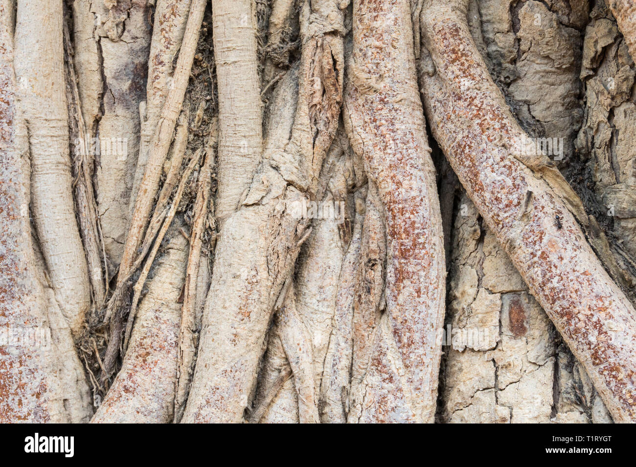 Old Tree Roots Background Zoom View. Brown tree roots texture for ...