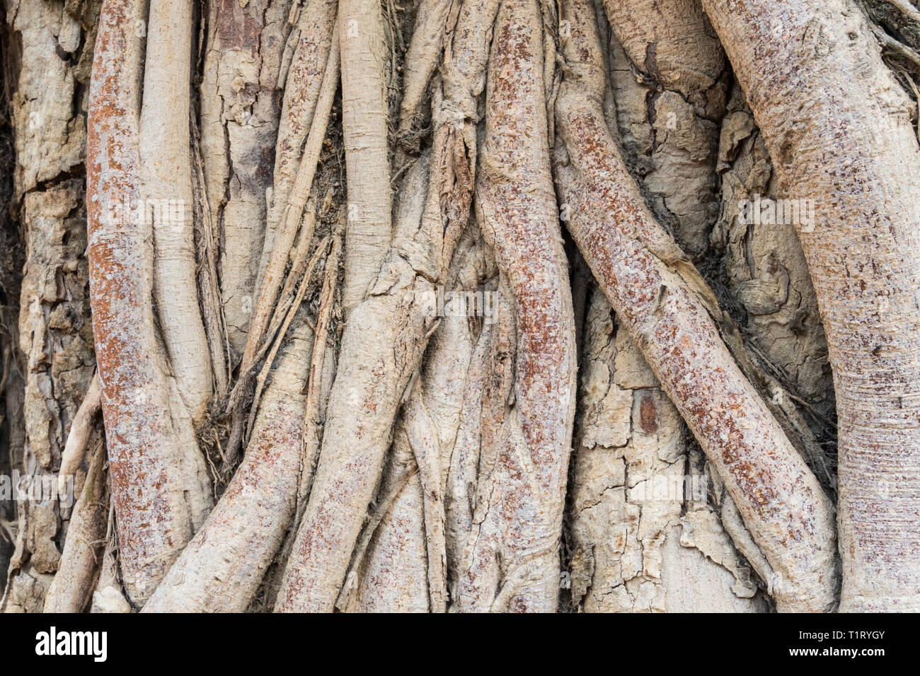 Old Tree Roots Background. Brown tree roots texture for design. Natural ...