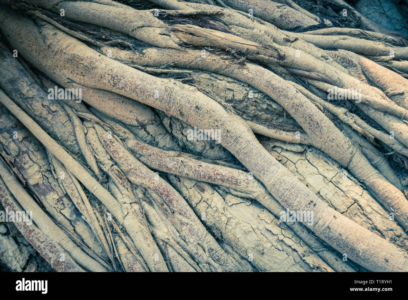 Vintage Crosswise Old Tree Roots Background Wide Angle View. Brown tree ...