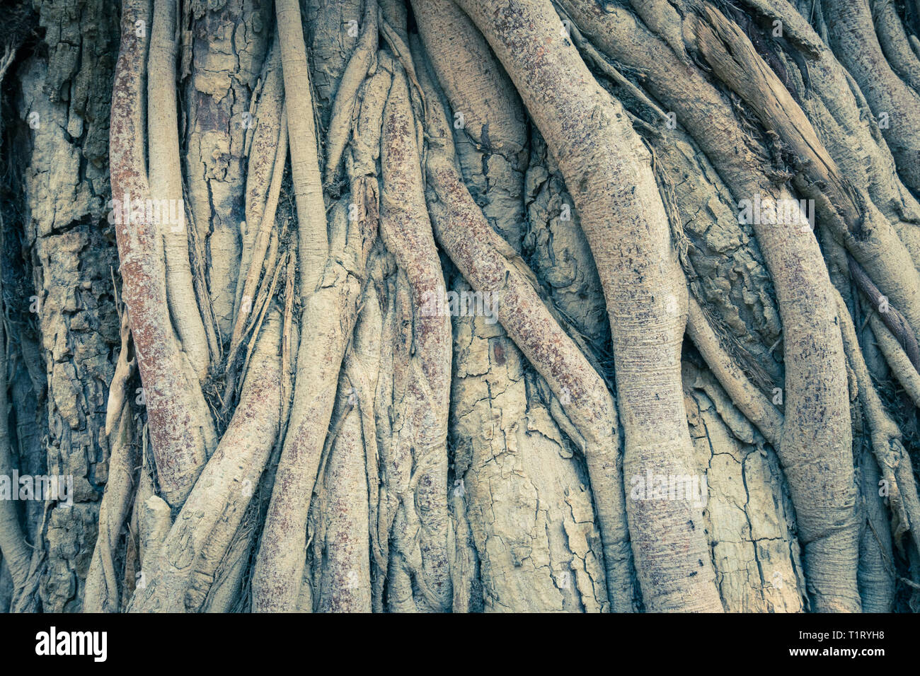 Vintage Old Tree Roots Background Wide Angle View. Brown tree roots ...