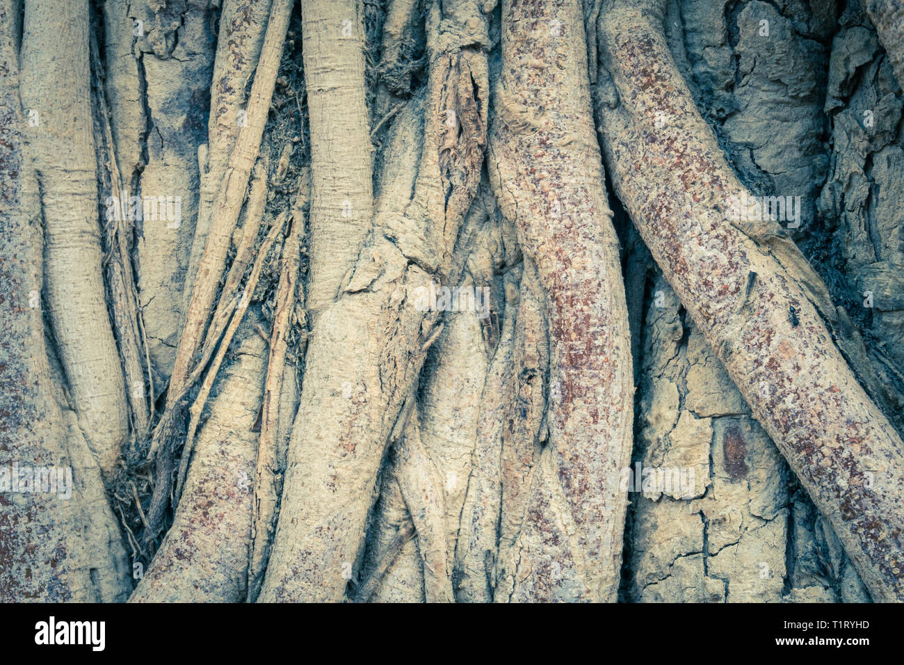 Vintage Old Tree Roots Background Zoom View. Brown tree roots texture ...