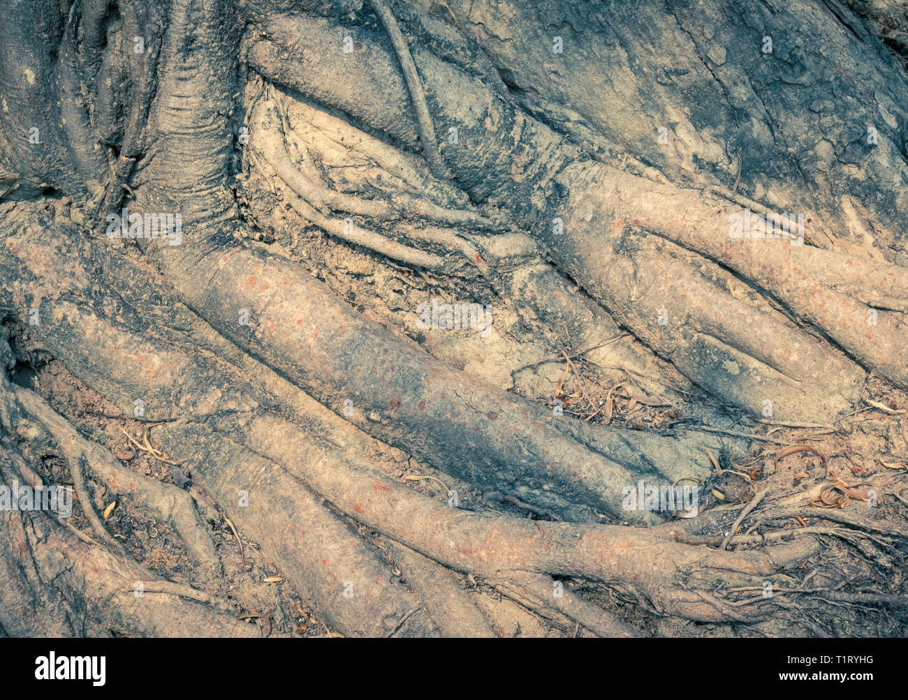 Vintage Old Tree Roots Background with Sun Light. Brown tree roots ...