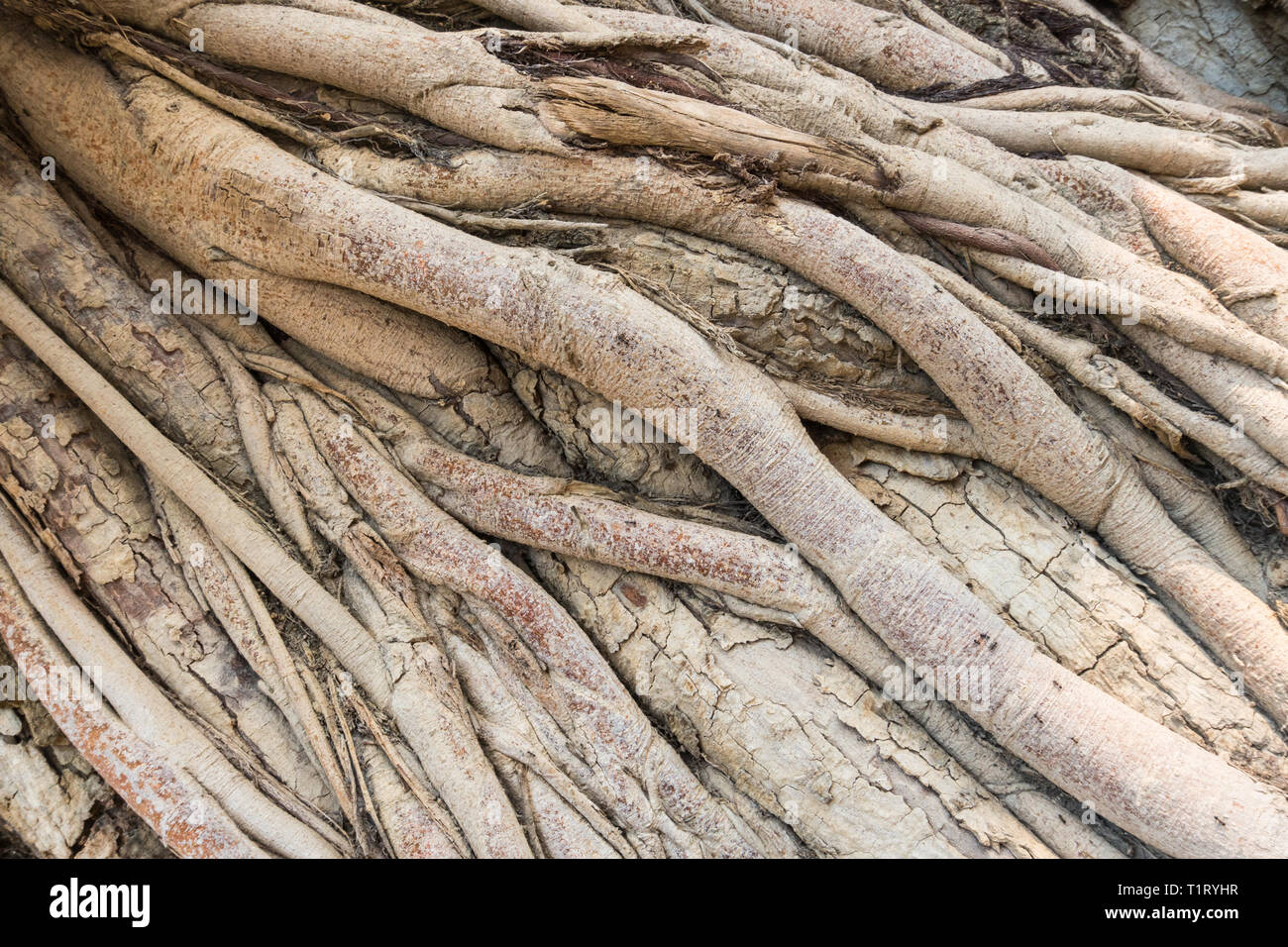 Crosswise Old Tree Roots Background Wide Angle View. Brown tree roots ...