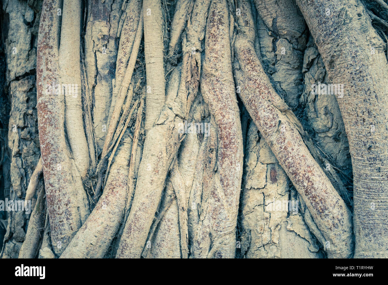 Vintage Old Tree Roots Background. Brown tree roots texture for design ...