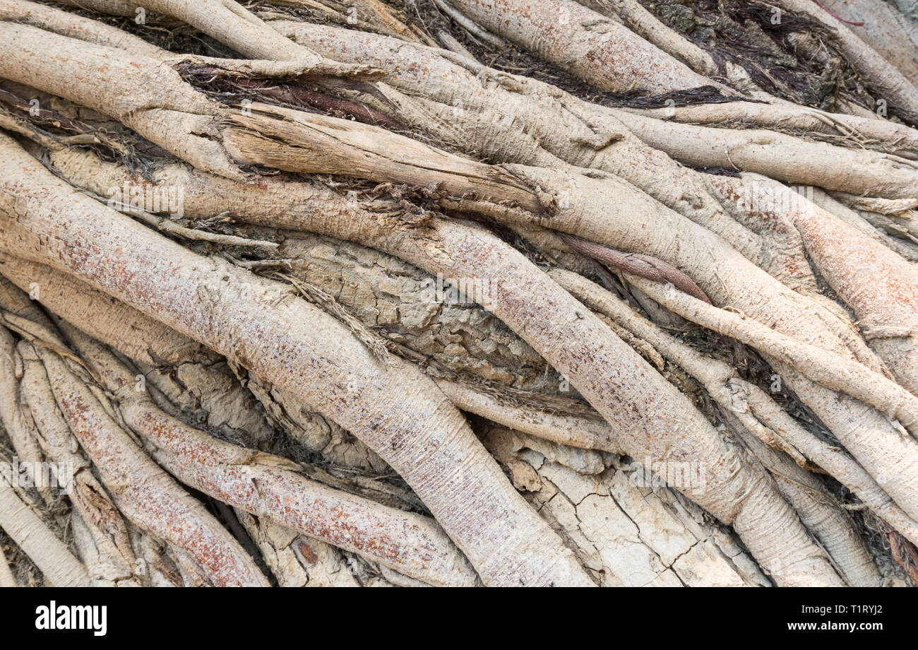 Crosswise Old Tree Roots Background. Brown tree roots texture for ...