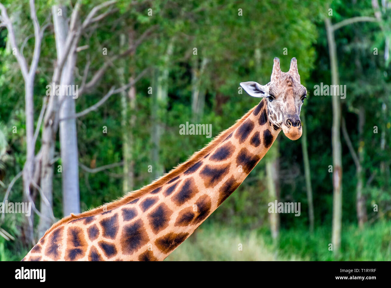 A close up of an African Rothschild's giraffe demonstrating the ...