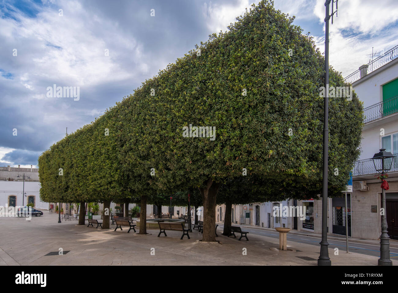 Giant box tree hi-res stock photography and images - Alamy