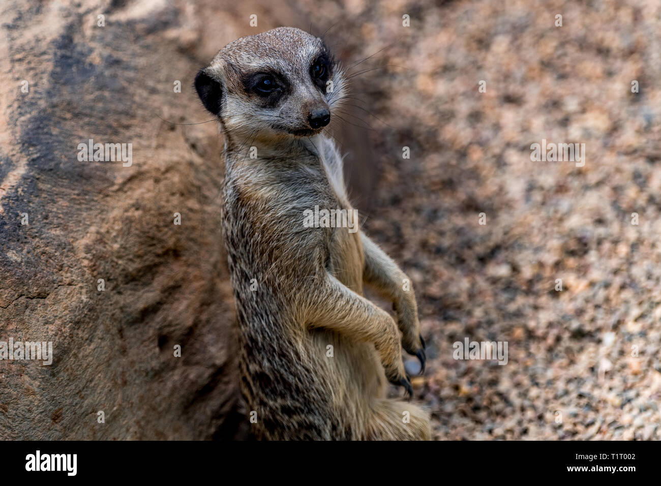 The meerkat or suricate (Suricata suricatta) is a small carnivoran ...