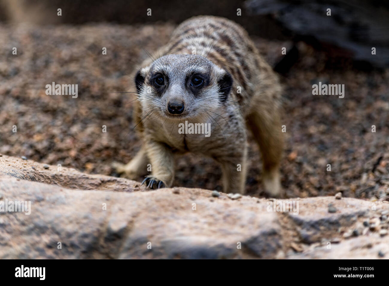 The meerkat or suricate (Suricata suricatta) is a small carnivoran ...