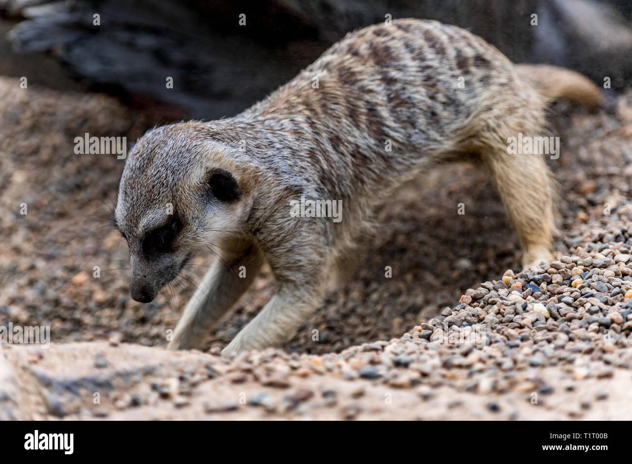 A meerkat digging for insects Stock Photo - Alamy