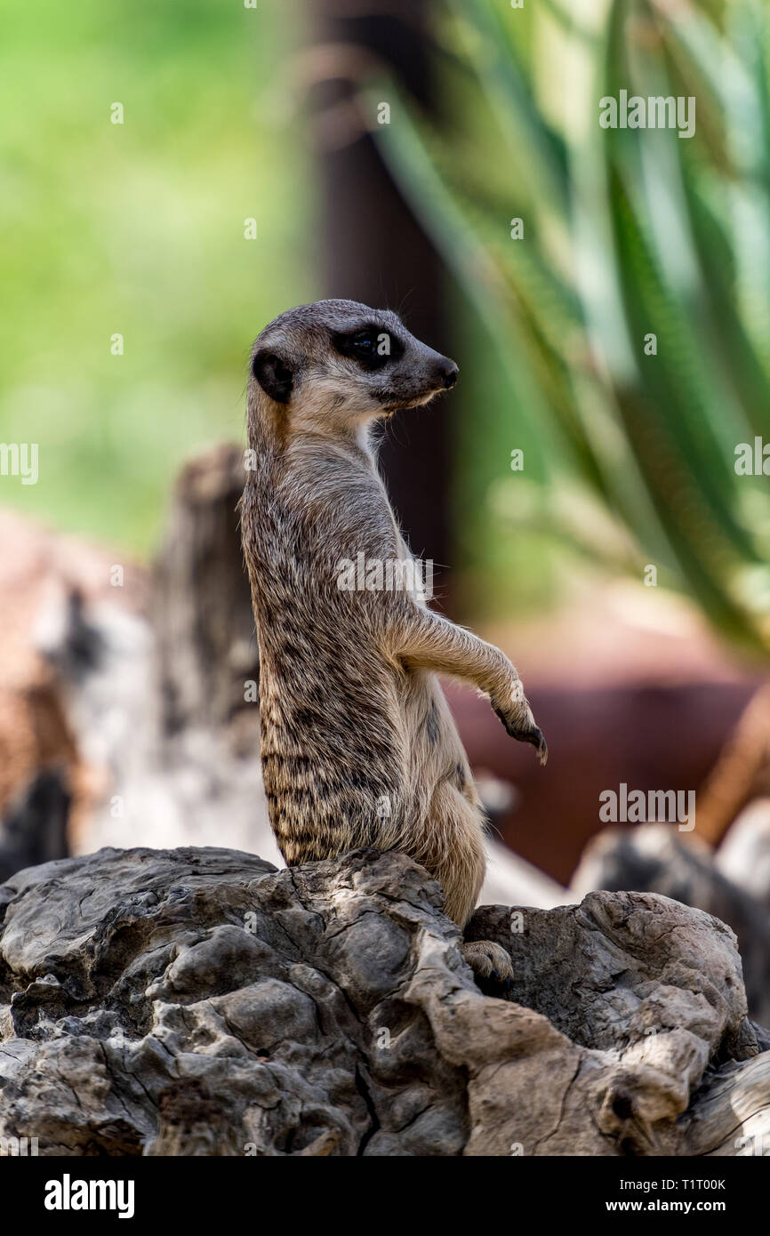 Clan animal hi-res stock photography and images - Alamy