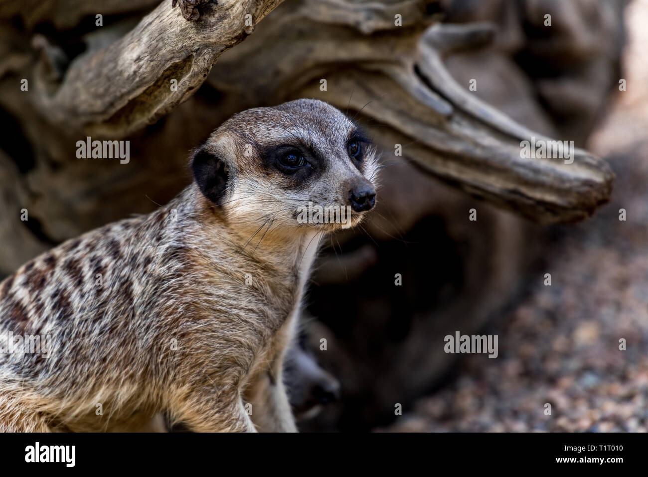 The meerkat or suricate (Suricata suricatta) is a small carnivoran ...
