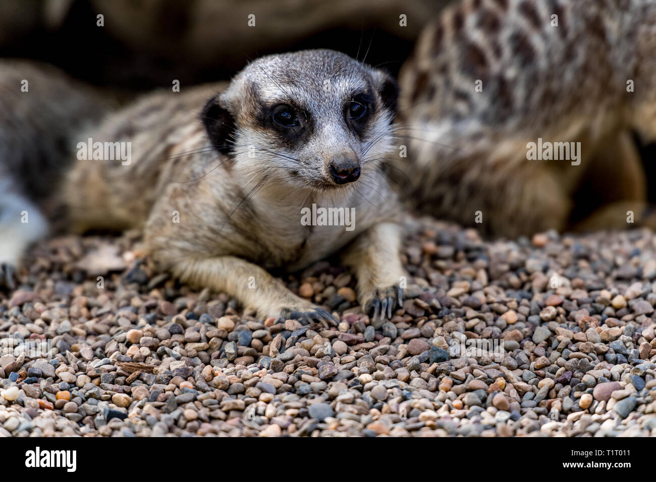 The meerkat or suricate (Suricata suricatta) is a small carnivoran ...