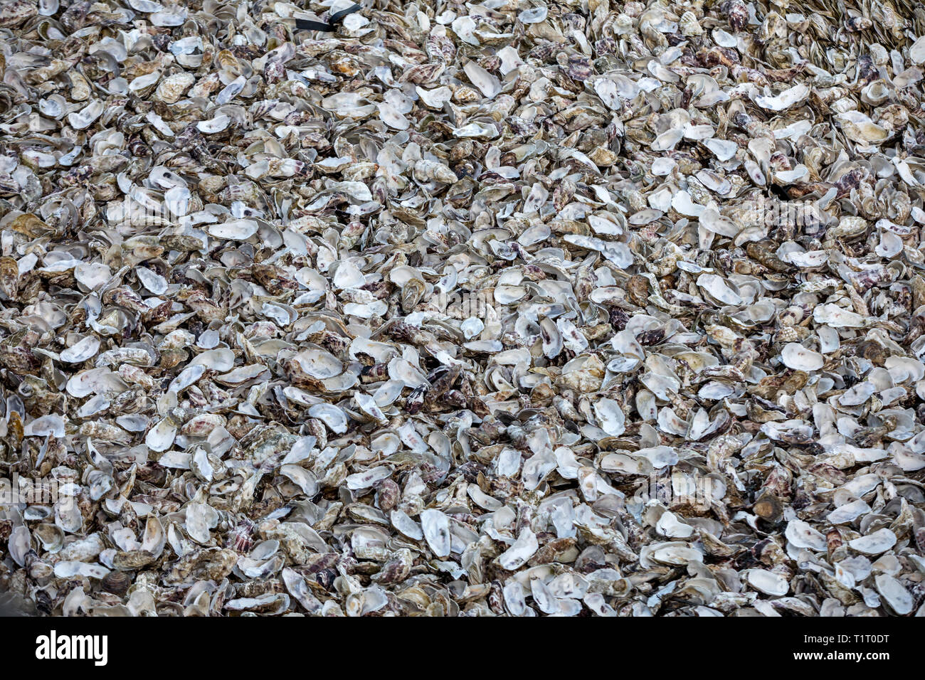 Thousands of empty shells of eaten oysters discarded on sea floor in ...