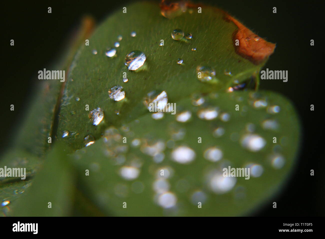 Mondo umano hi-res stock photography and images - Alamy