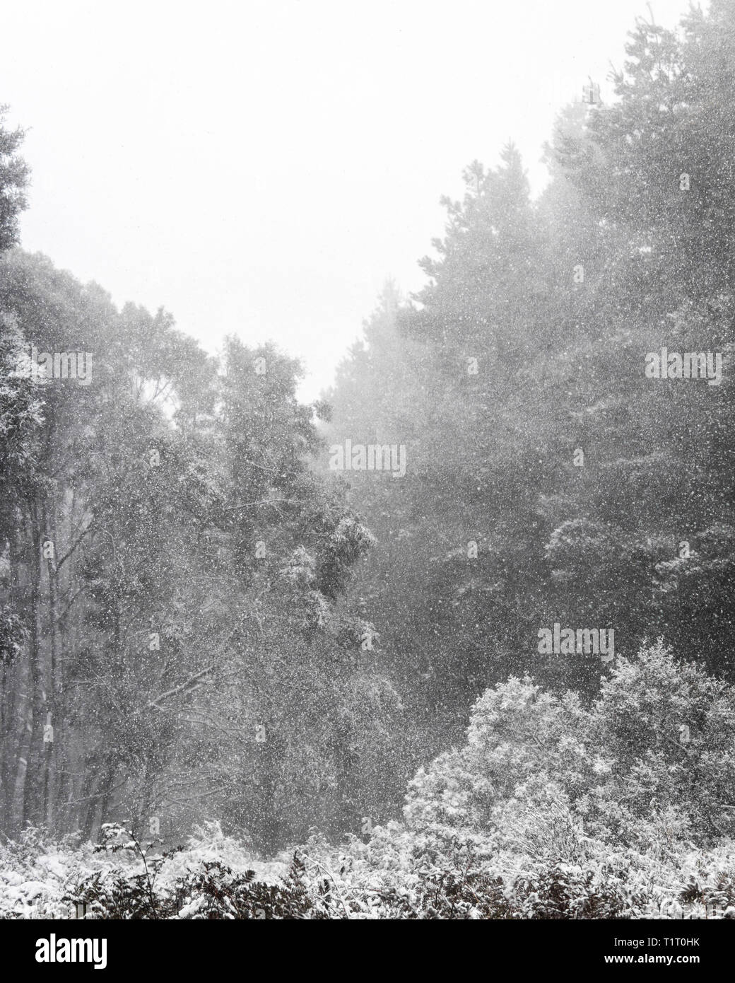Snow gum tree in snow hi-res stock photography and images - Alamy