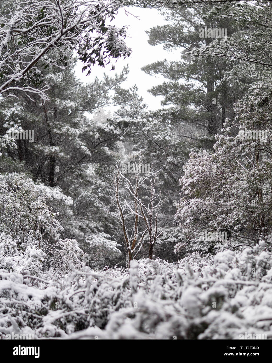 Snow covered trees blowing in the wind at Mount Macedon in winter Stock ...