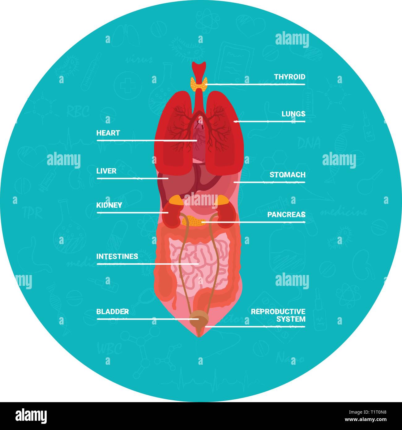 Human Body Organs Diagram Simple