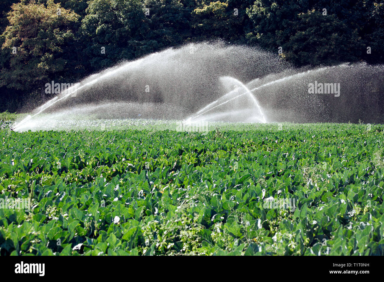 Green grass and sprinkler system background. Watering system on a ...
