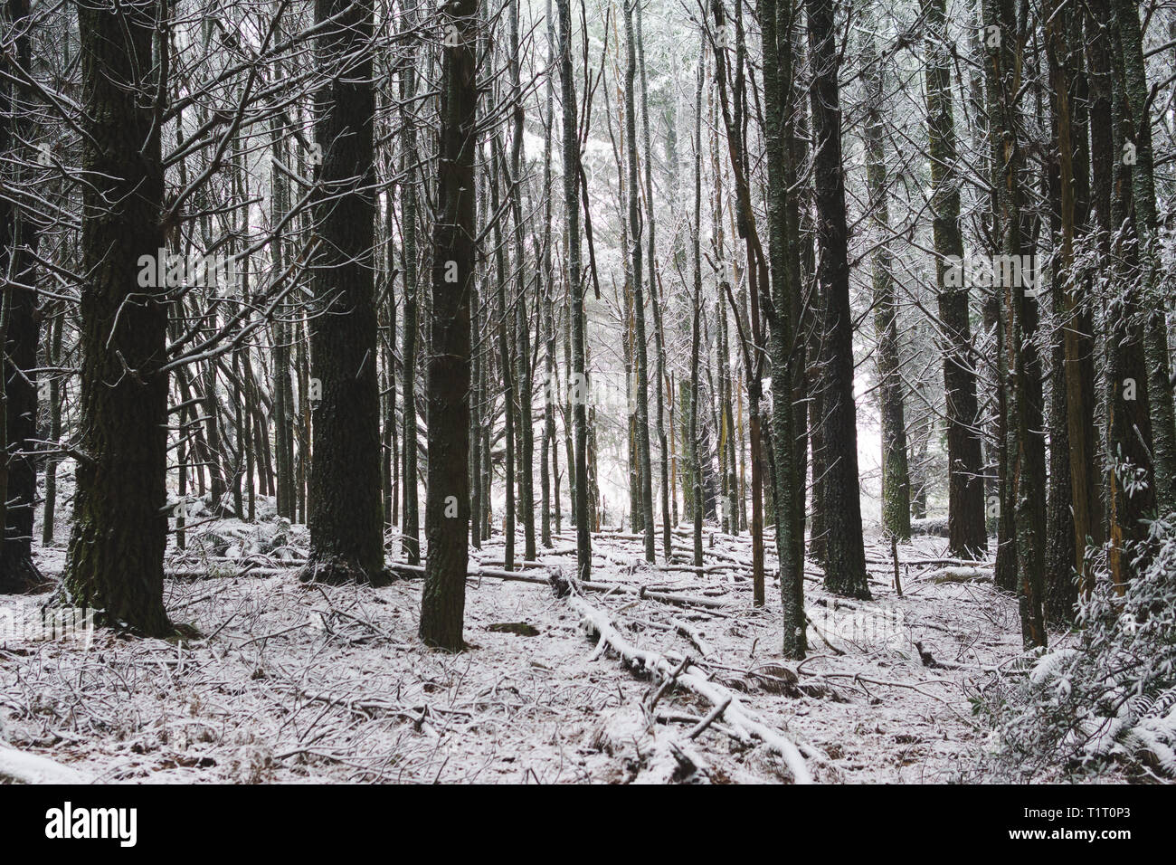 The forest of Mount Macedon after a fresh dusting of snow in winter ...