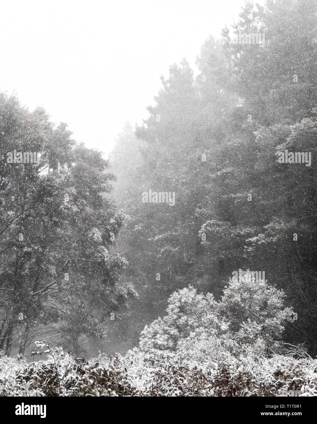 Snow covered trees blowing in the wind at Mount Macedon in winter Stock ...