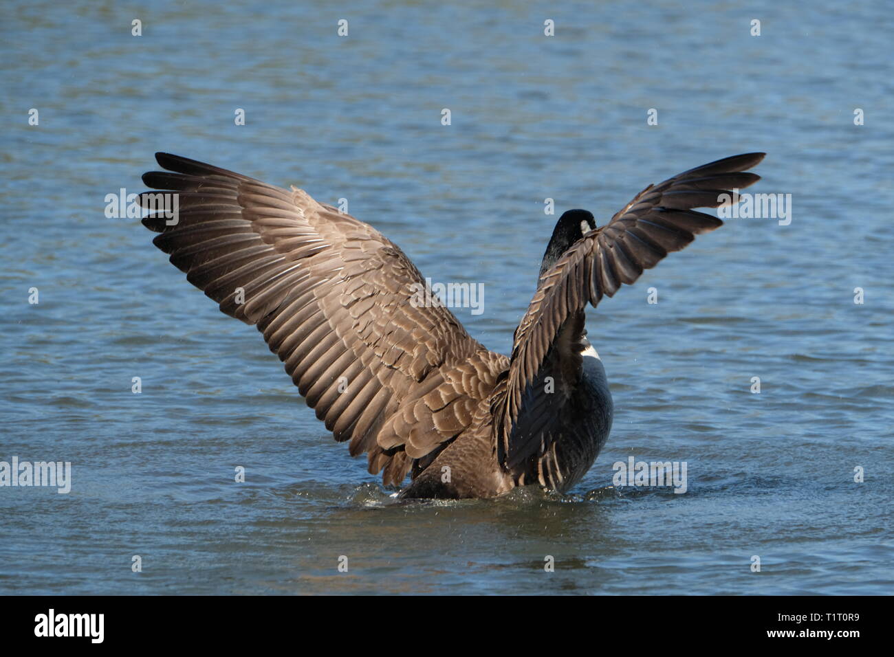 Canada goose stretching wings hi-res stock photography and images - Alamy