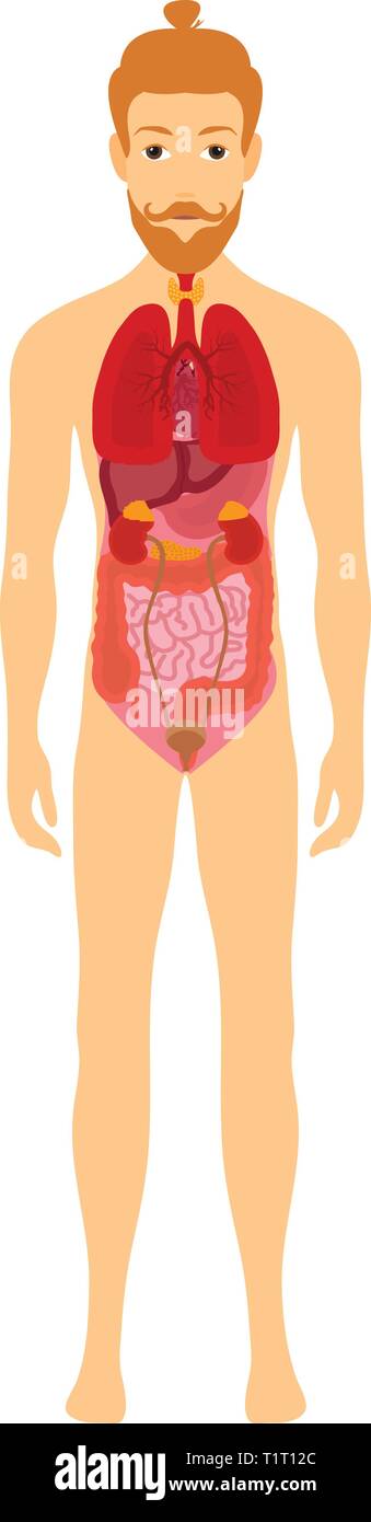 Human male body with internal organs schema flat infographic poster ...