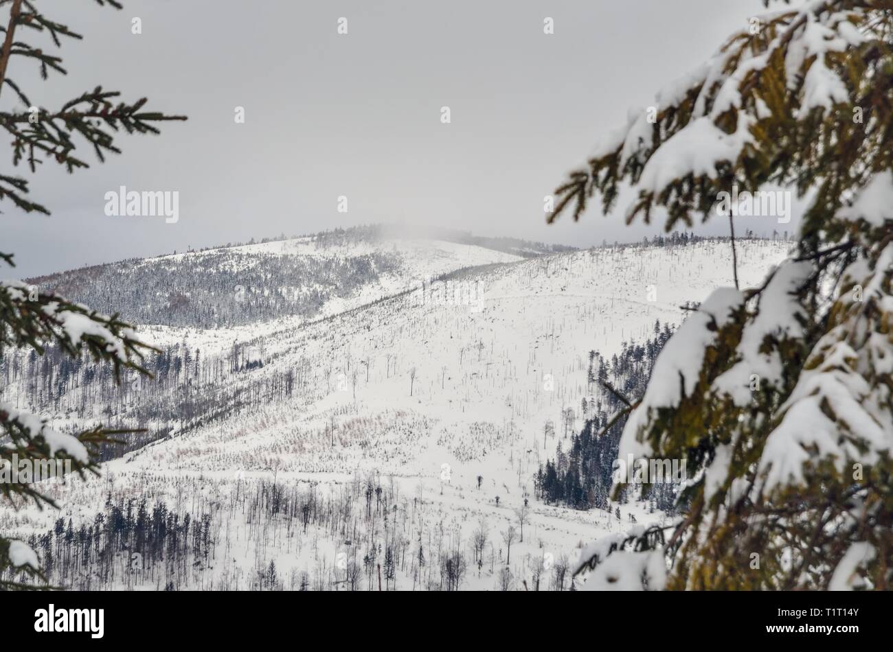 Beautiful winter landscape. Nicely snow-covered slopes in the Polish ...