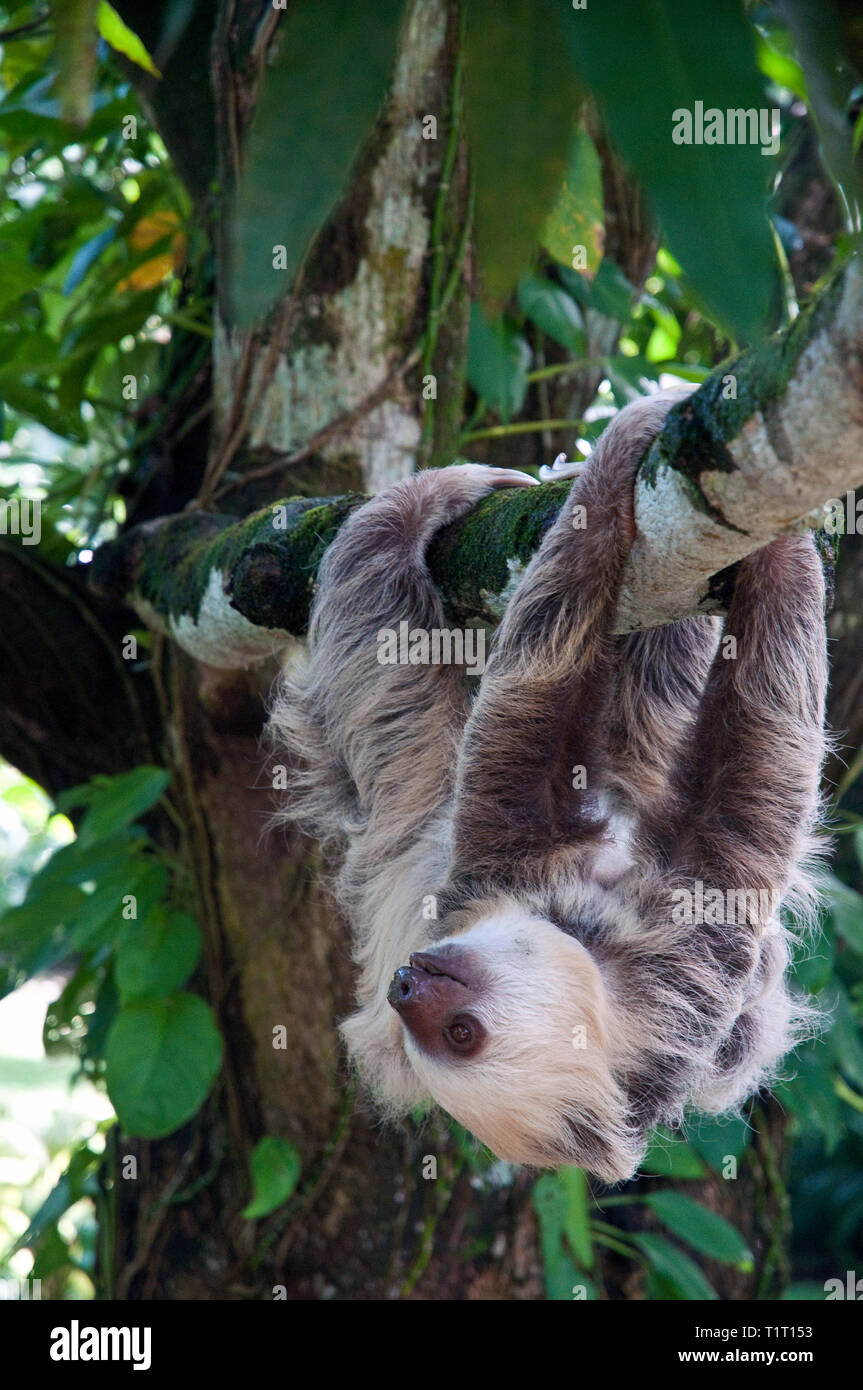Brown throated three toed sloths hi-res stock photography and images ...