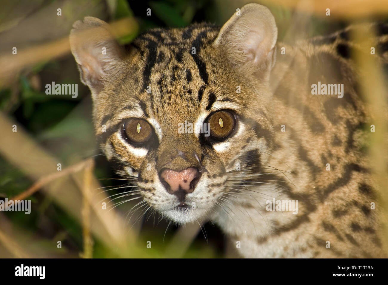 Ocelot leopardus pardalis portrait hi-res stock photography and images ...