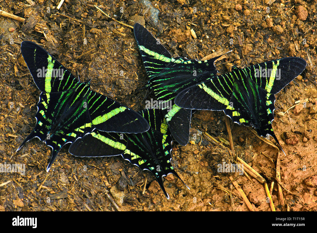 Uraniidae hi-res stock photography and images - Alamy